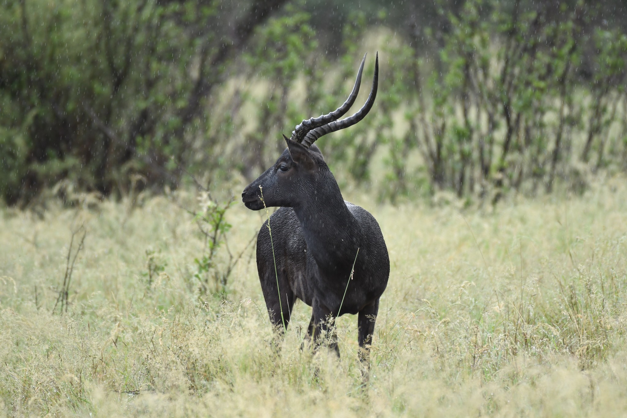 Marrick Private Game Reserve