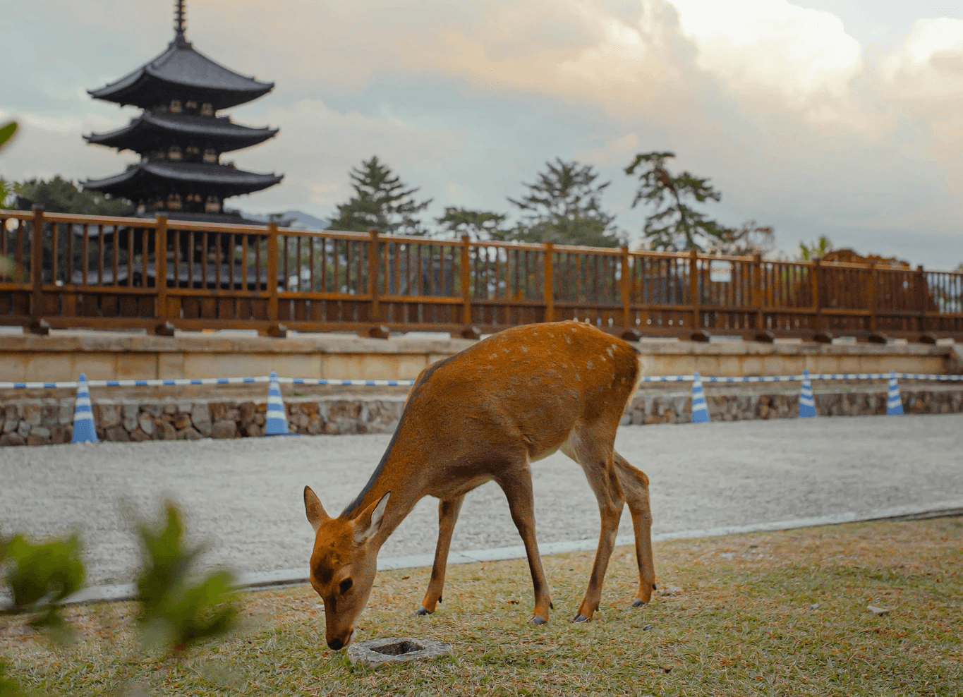 Nara - Deer Land - JapanVisit