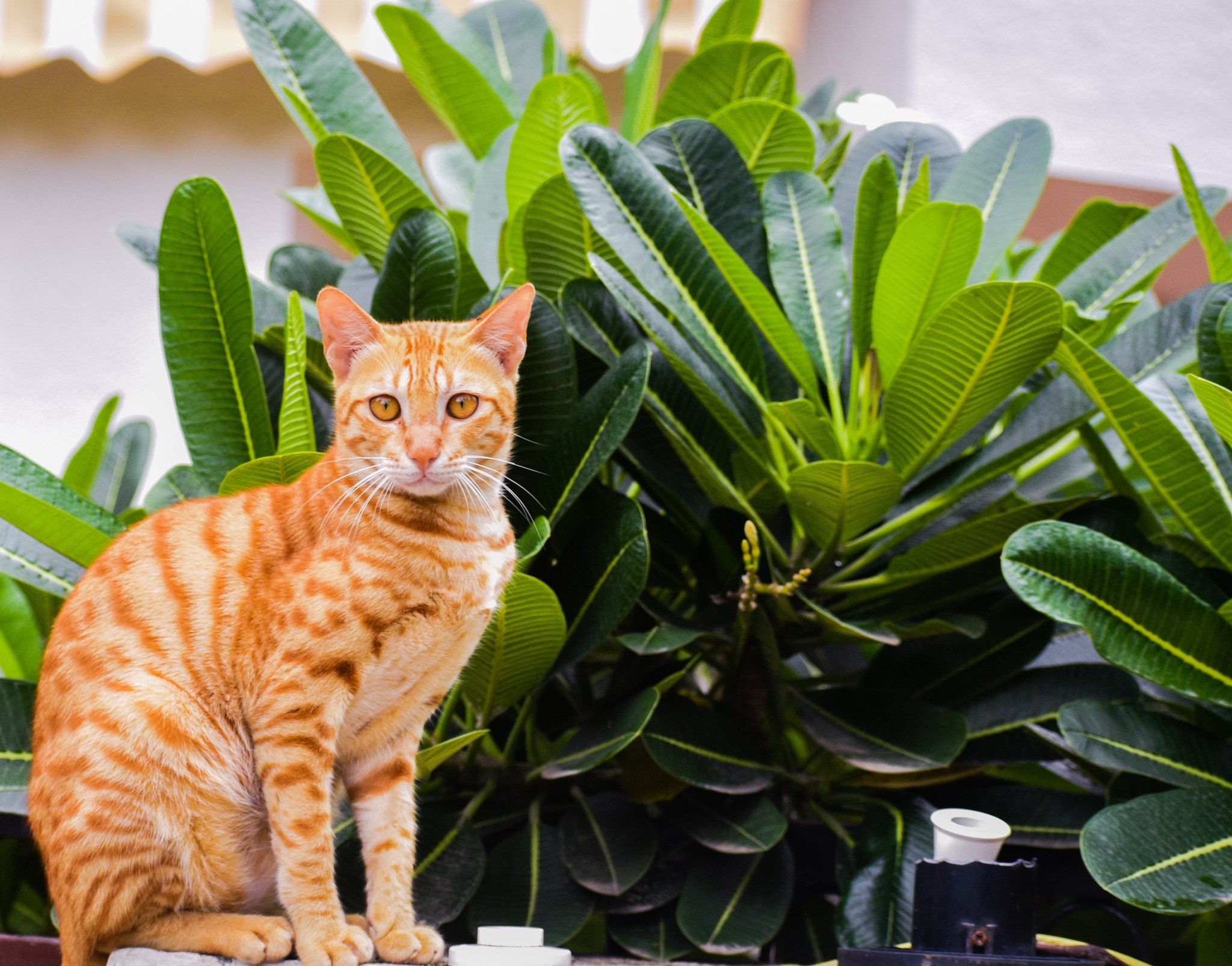 Arabian Mau: The Loving and Playful Street Cat