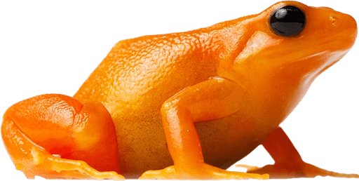 72 Orange things, ranked
