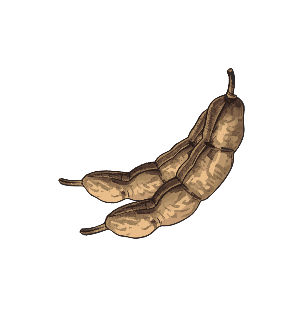 Djamu Djamu | Authentic Indonesian Jamu | Natural Herbal Wellness Drink