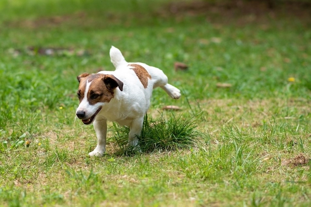 Potty Training Dogs Made Easy: 10 Easy Steps for New Puppy Owners