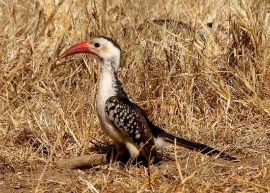 Endemic Birds of Namibia and where to spot them