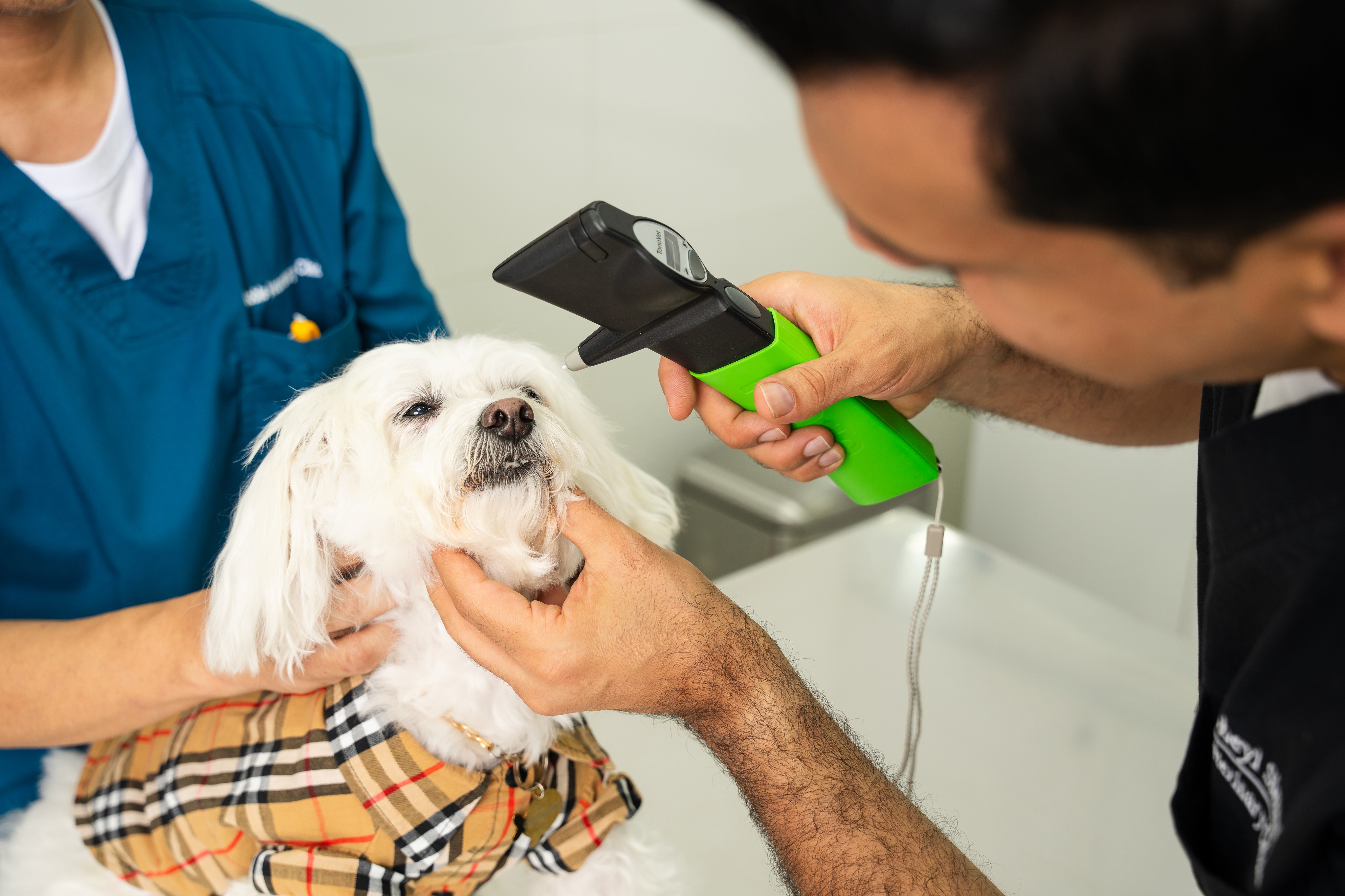 Veterinarians: Meaning, Types, and Specializations