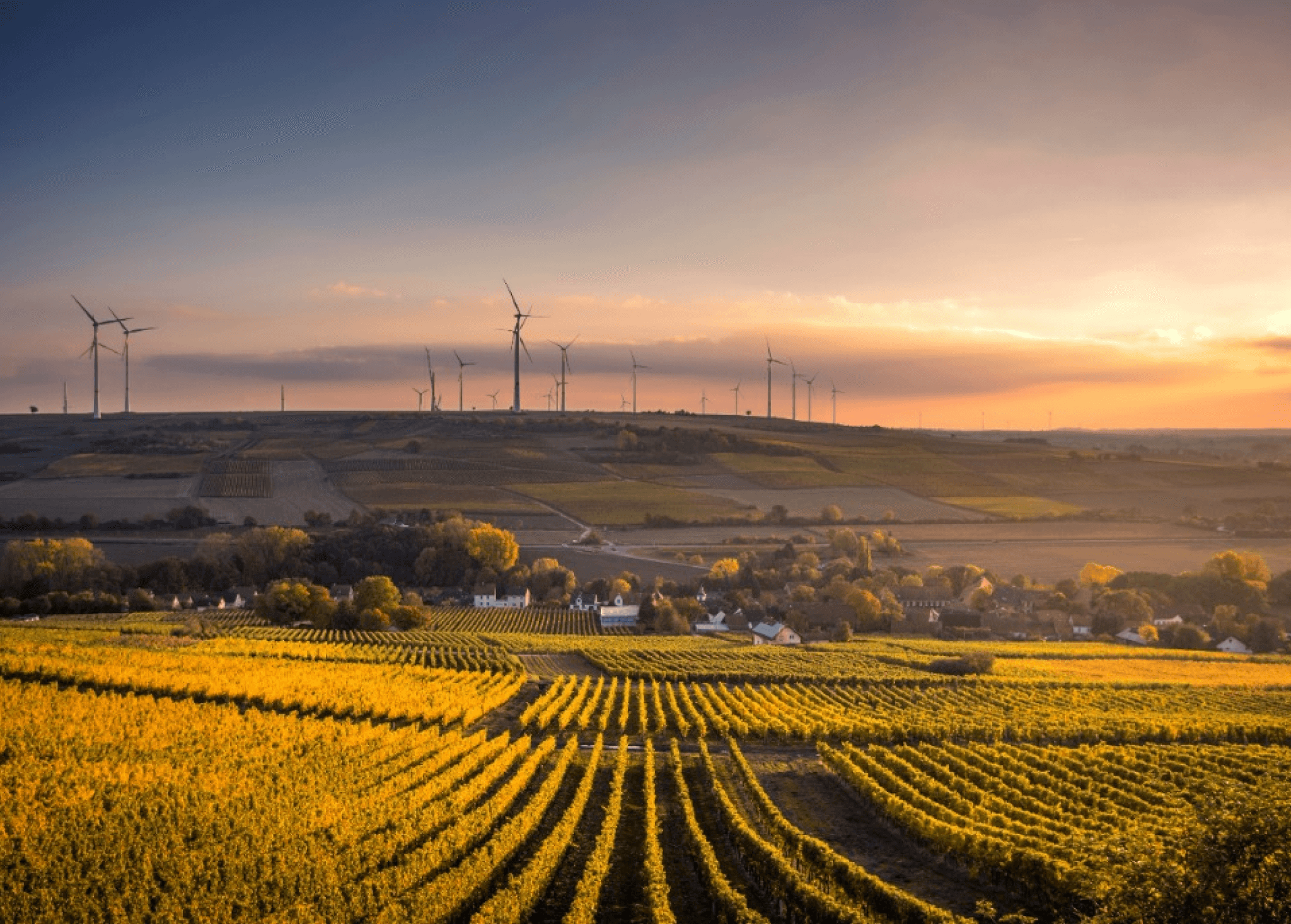 Dehydrated Vegetables Supplier | Premium Egyptian Dried Produce – UD Crops