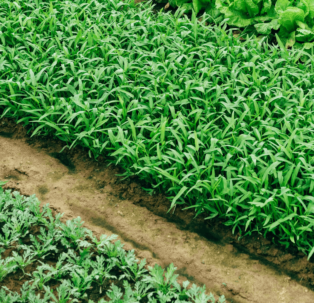 Iaculus - Strategy Studio for VCs and LPs