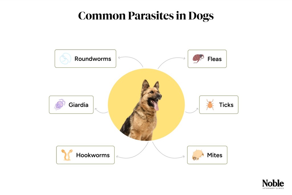 Parasite Infestation in Dogs: What Every Dog Owner Must Know