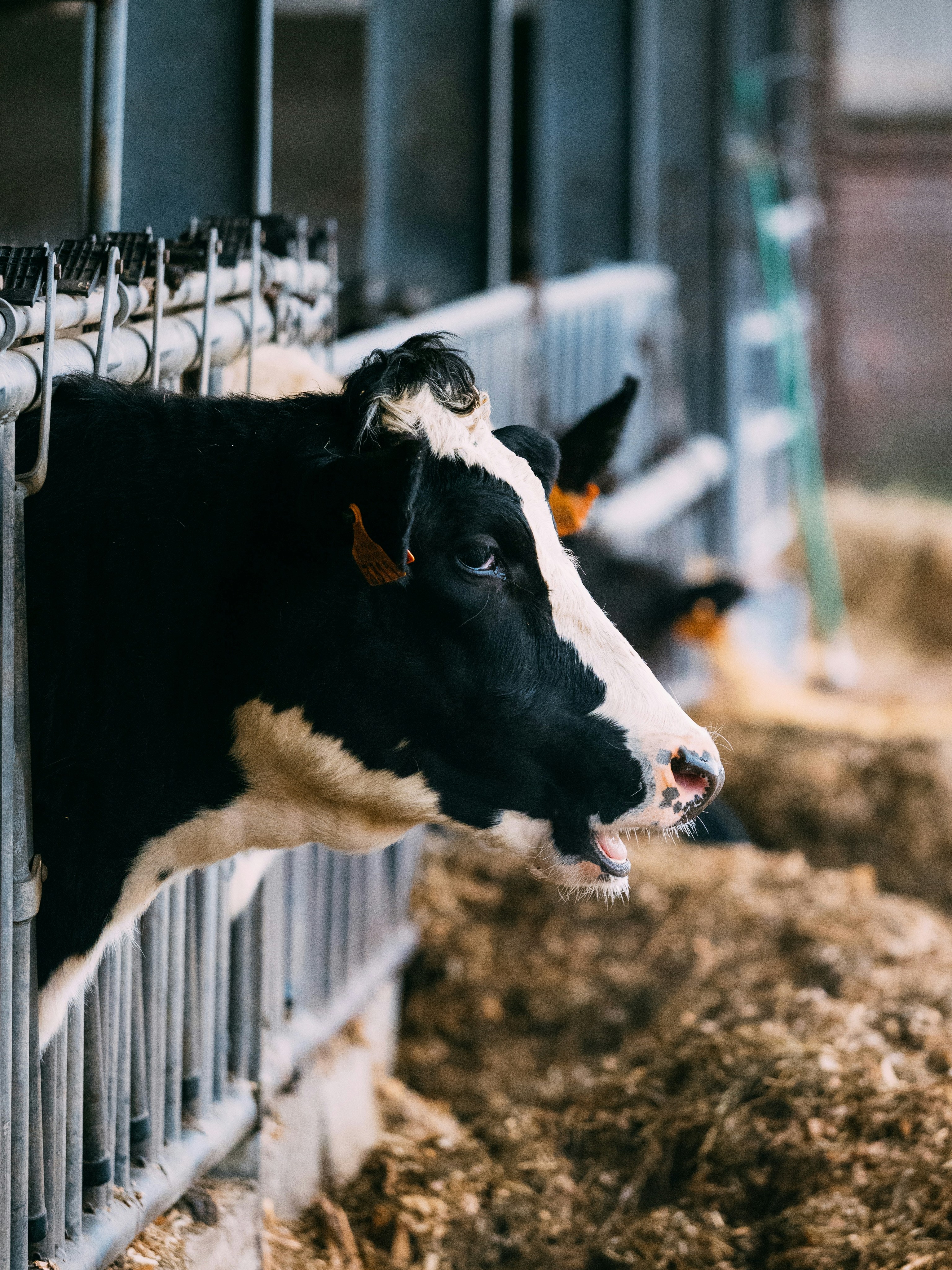 Inseminación artificial en vacas lecheras - AVAGAM