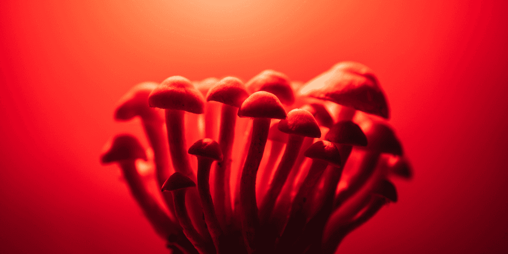 Understanding Altruism in Animals: Evolution, Behavior, and Examples ...