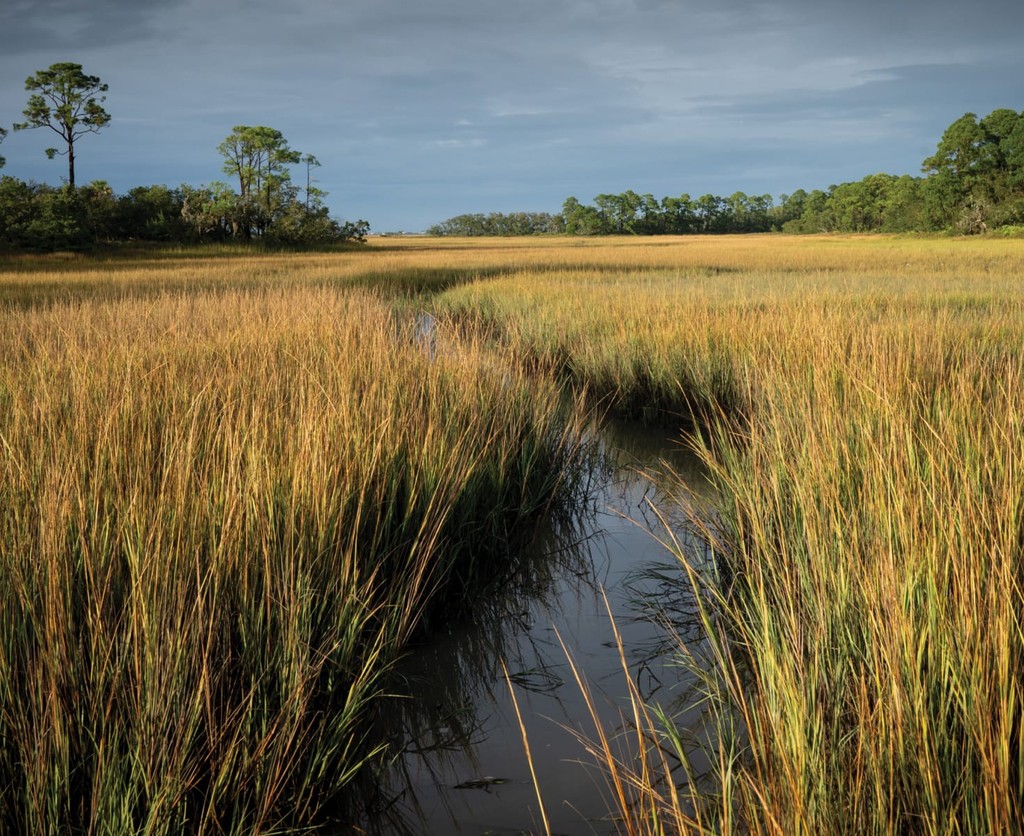 Blue Zones Kitchen Frozen Meal | Heirloom Rice Bowl