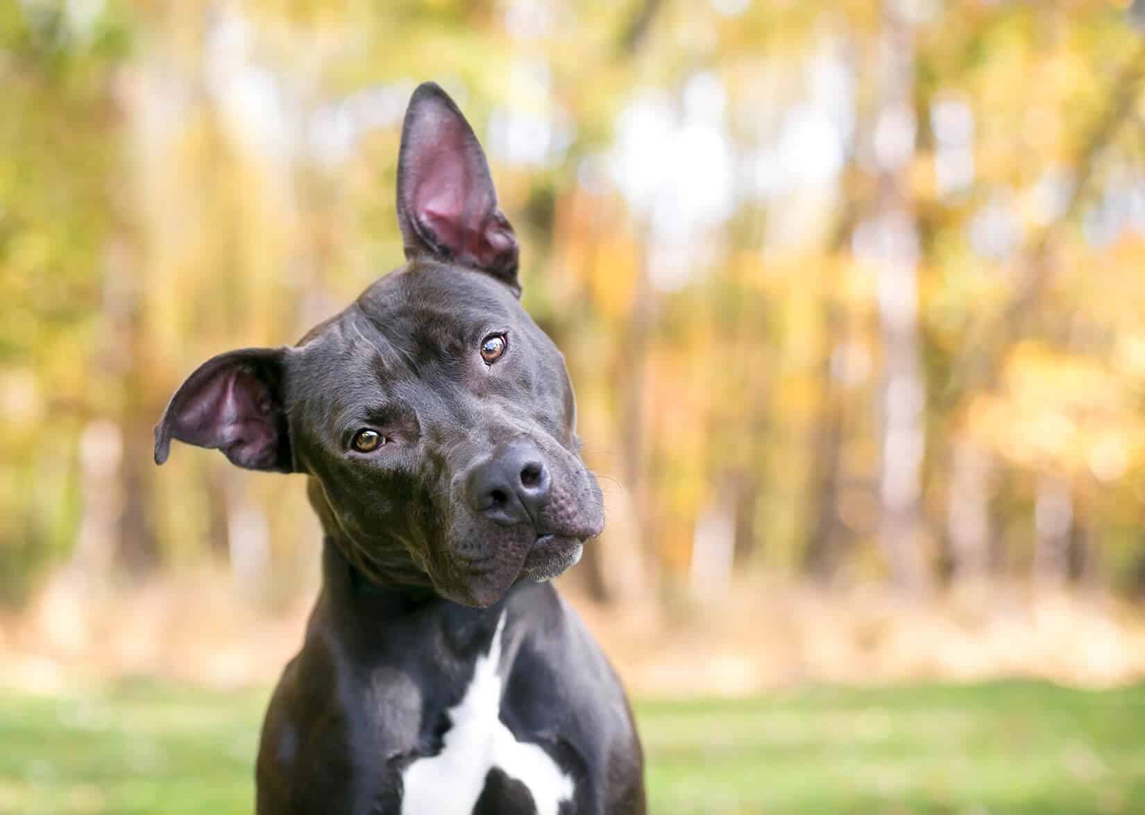 A Closer Look into Hearing Loss in Dogs and Dog Hearing Tests ...
