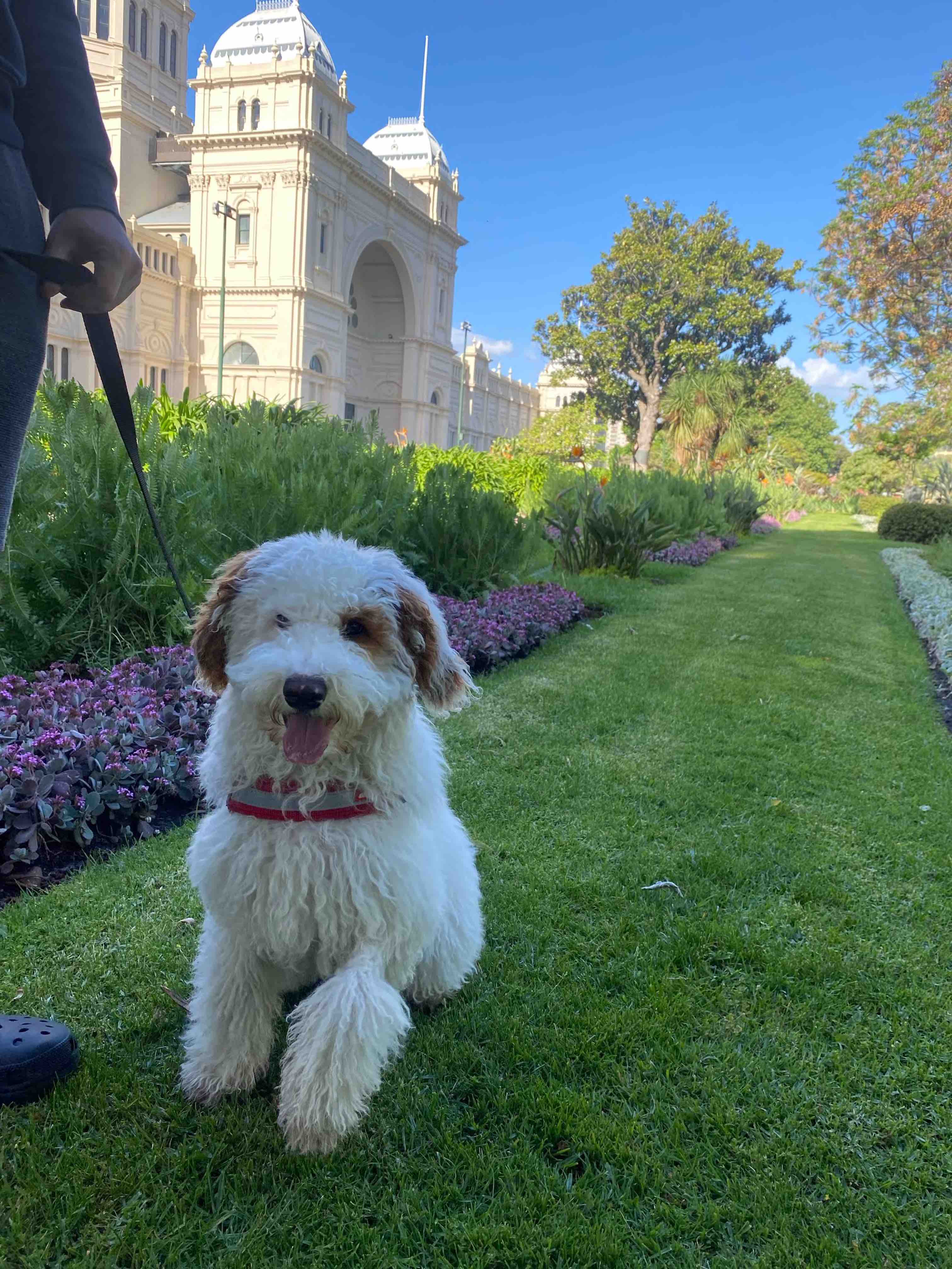 Fetch Pet Insurance 🐾