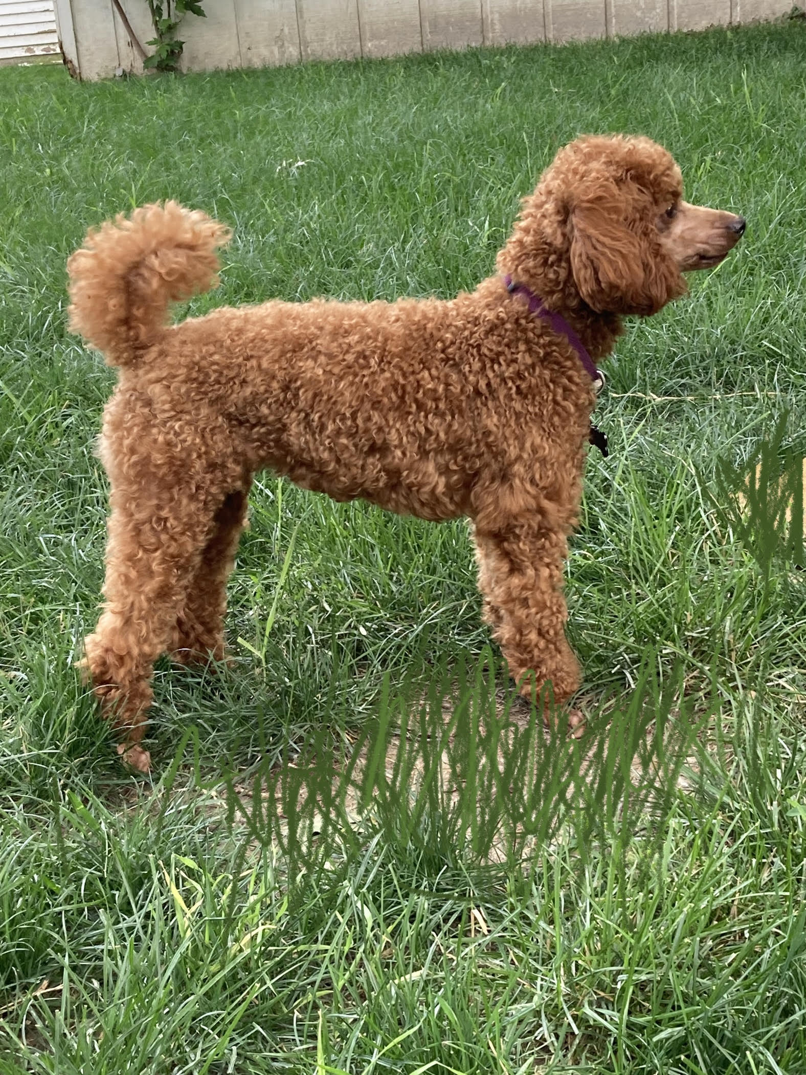 Meet AKC Female Red Miniature Poodle | Mini | Red Door Poodles | AKC ...