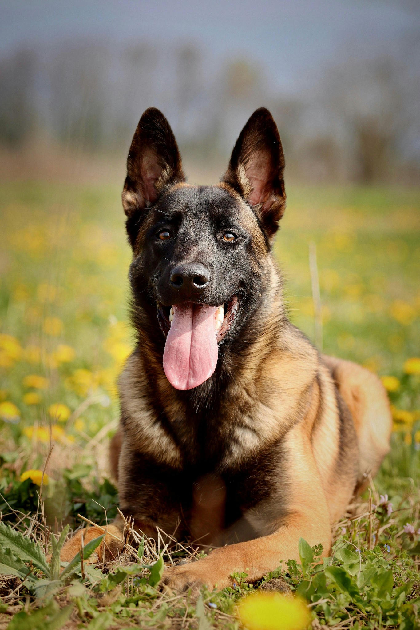 Belgian Malinois | Breed Traits, Training & Care Guide