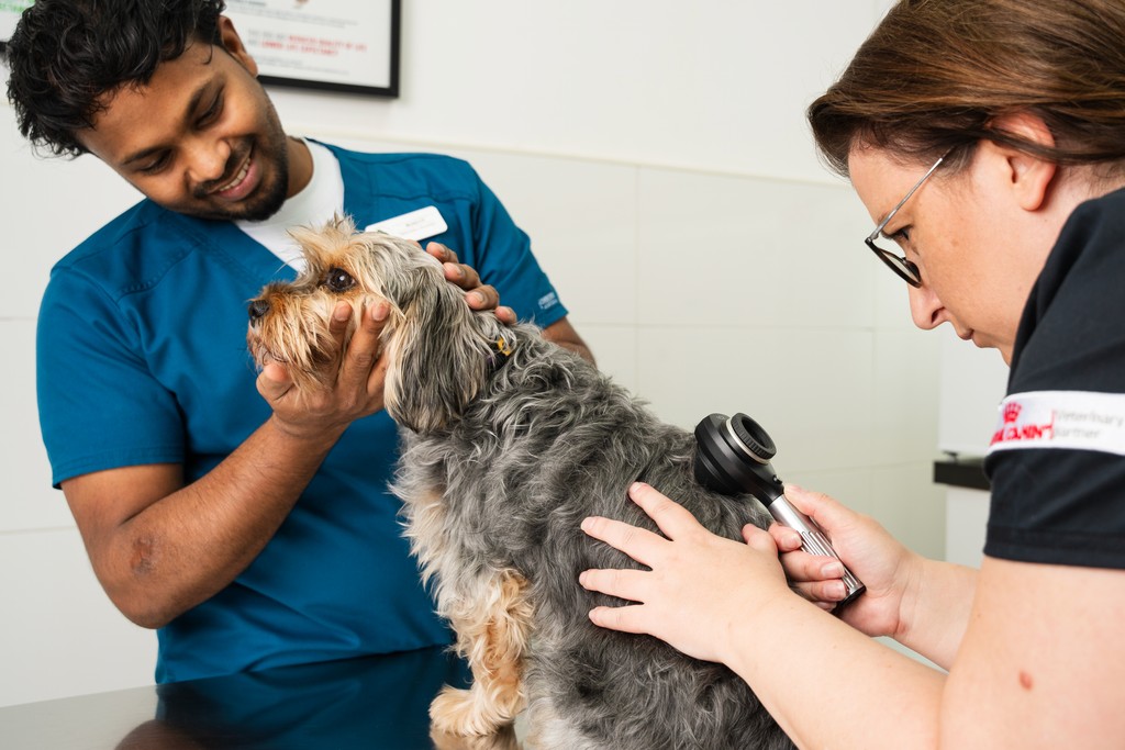 Veterinarians: Meaning, Types, and Specializations