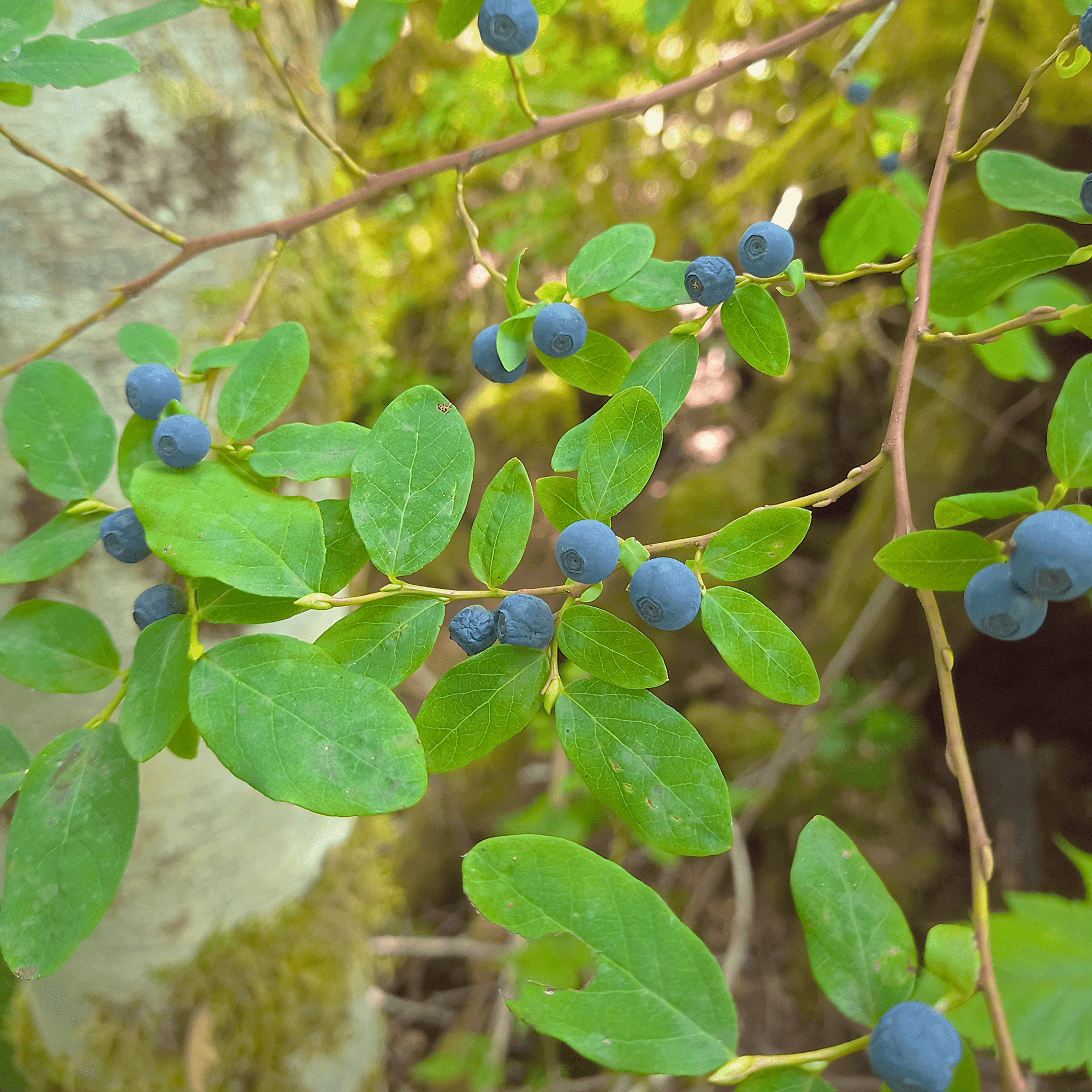 Agroforestry Northwest