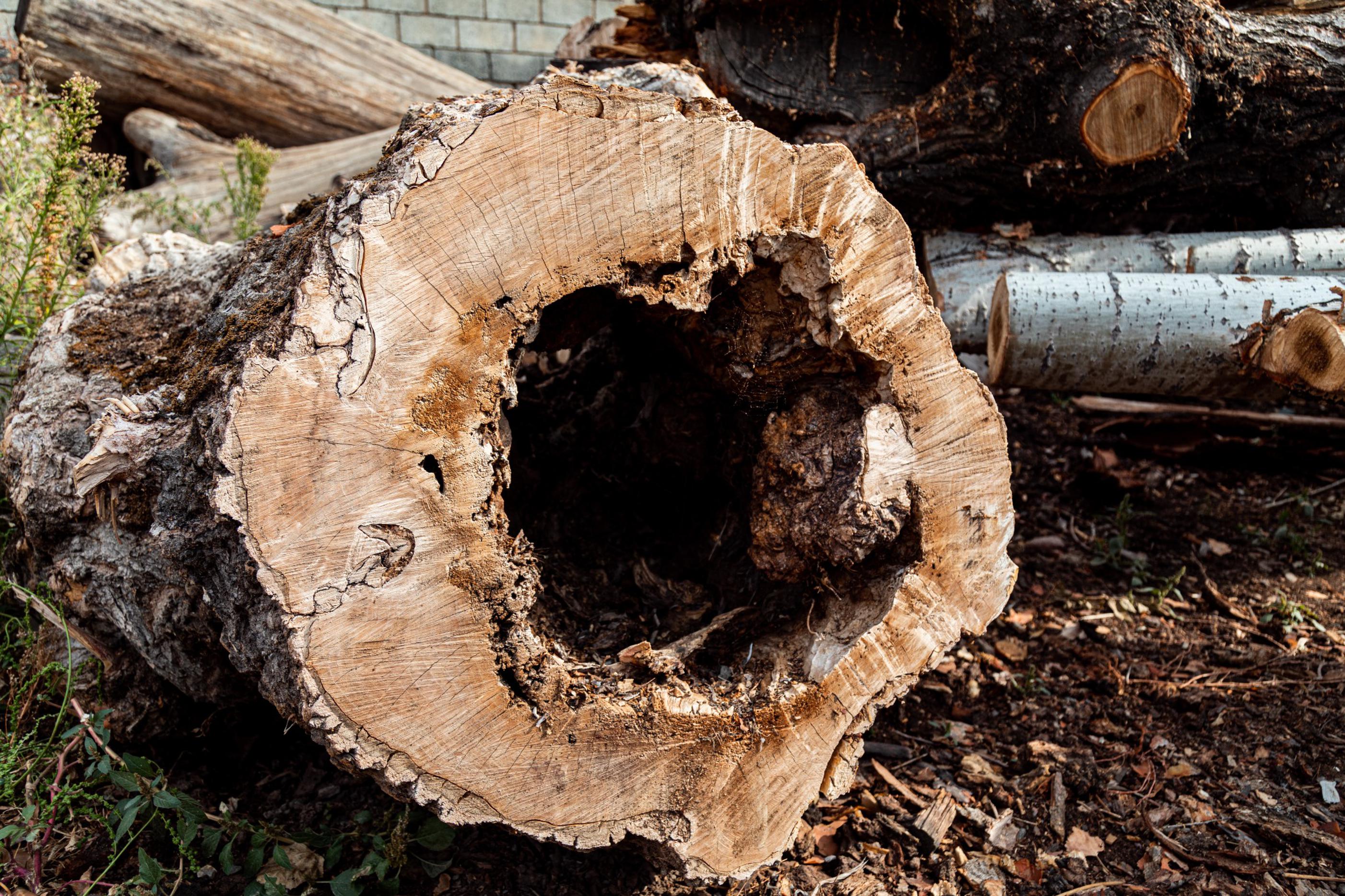 Tree Risk Assessments | Athens Tree Service, Inc.