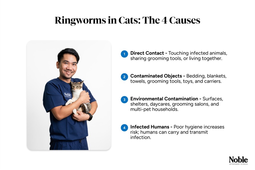 Ringworms in Cats: Causes, Symptoms, Treatment & Prevention