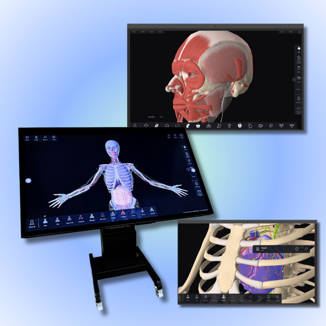 Anatomy | MedVision Interactive 3D Anatomy Table
