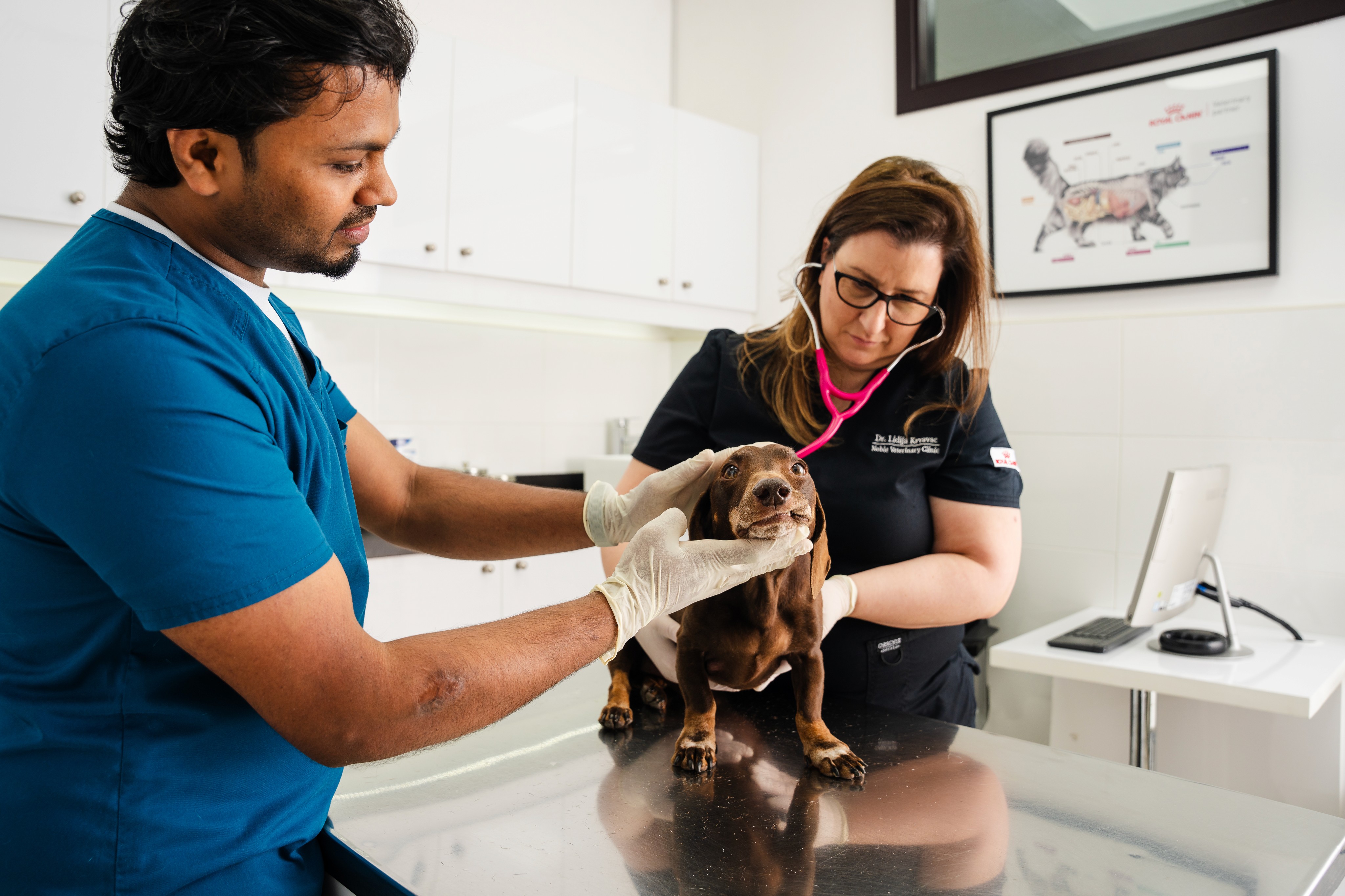 Blood in Dog Stool: Causes, What to Do, and When to See a Vet