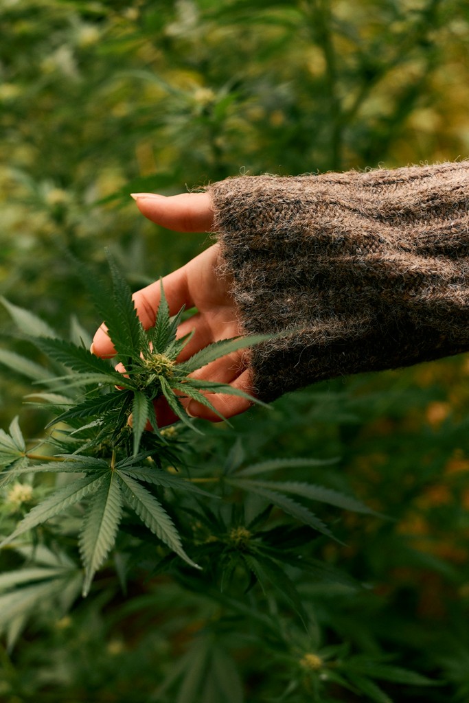 High Hopes ICT | Wichita's First THCA Dispensary