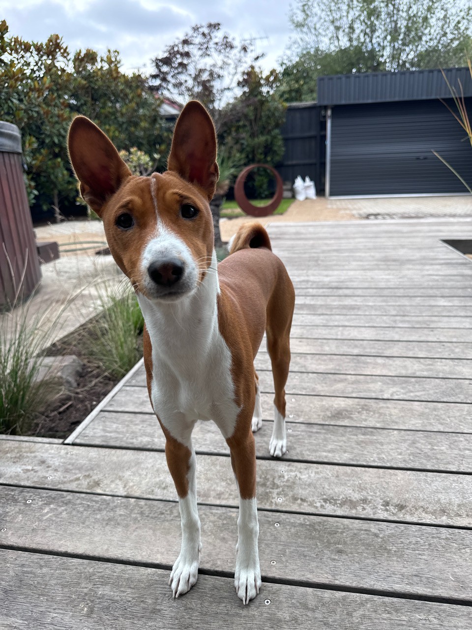 Redtri Basenjis