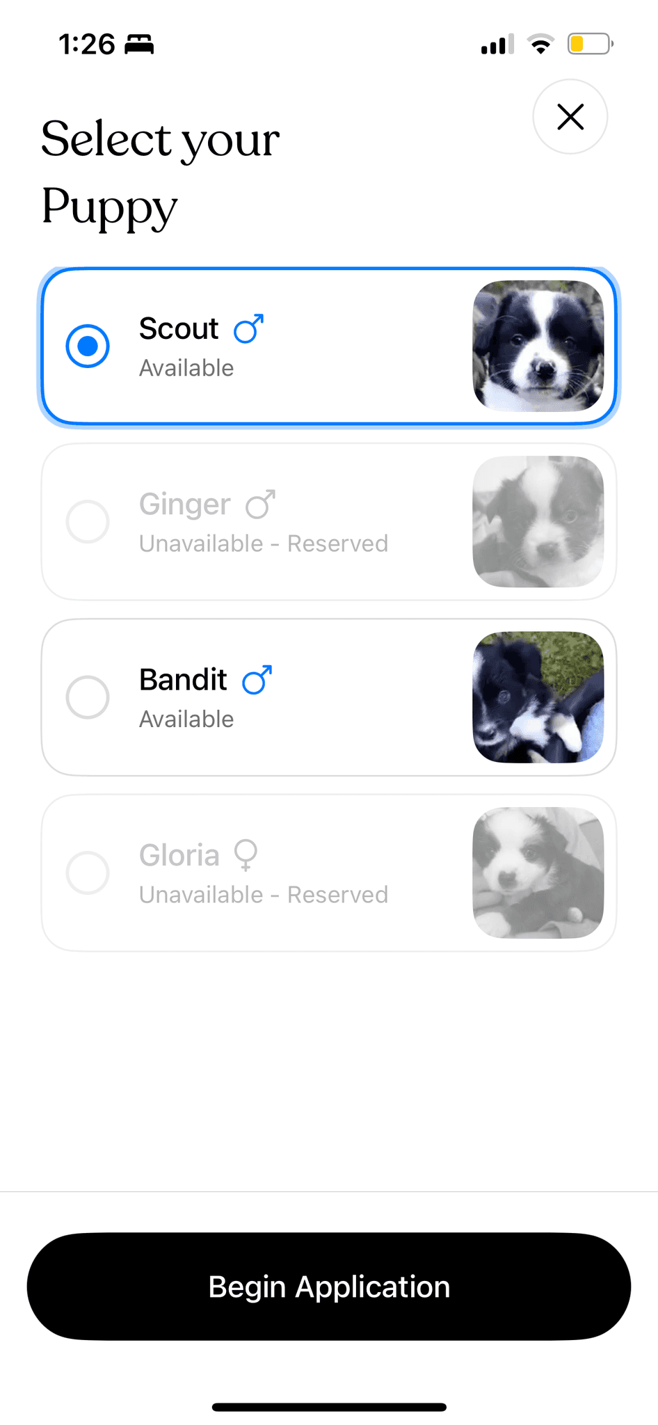 PupUp - Connect with Registered Breeders