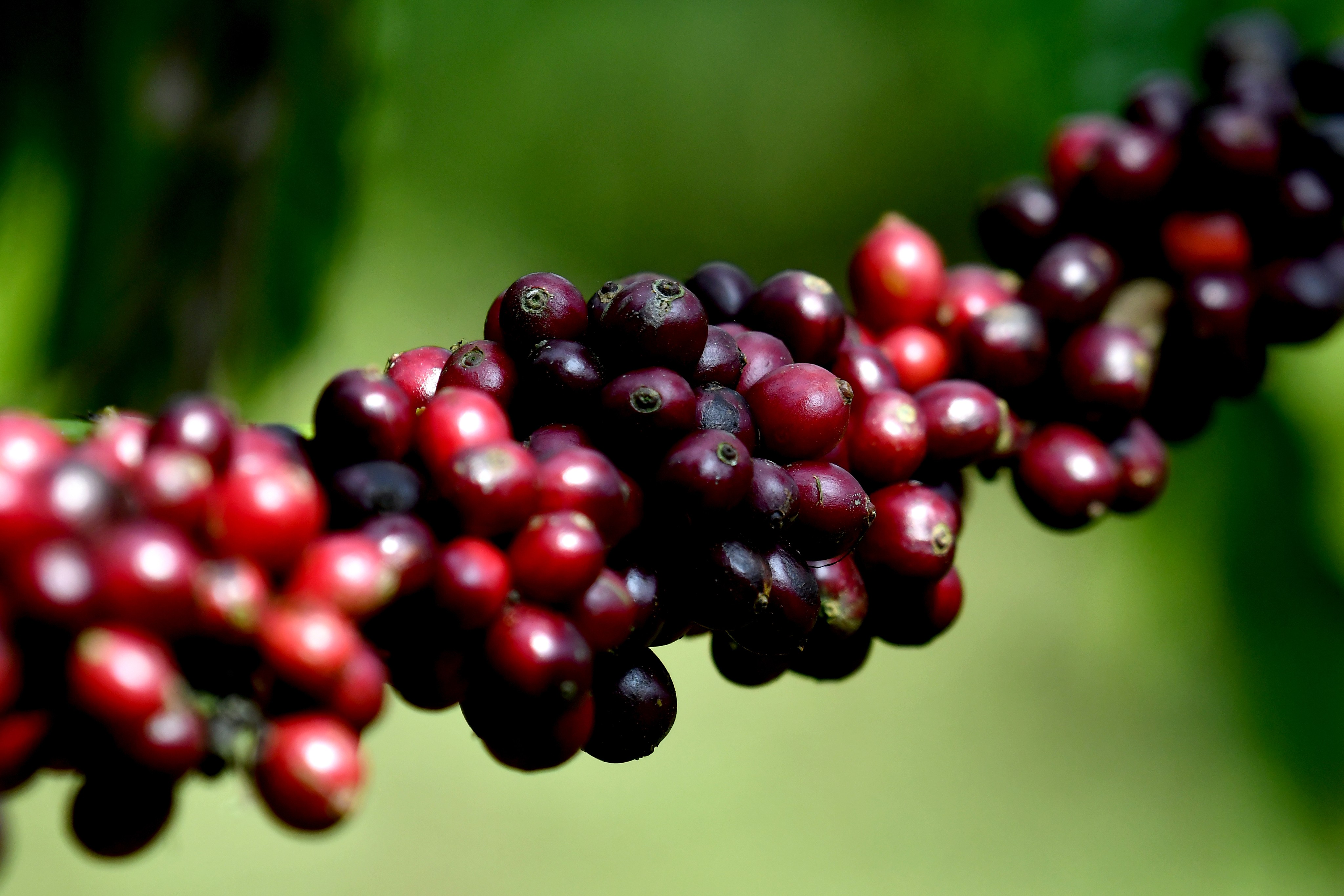 Terrace Farming in India: Meaning, Types, and Benefits of Step Farming ...