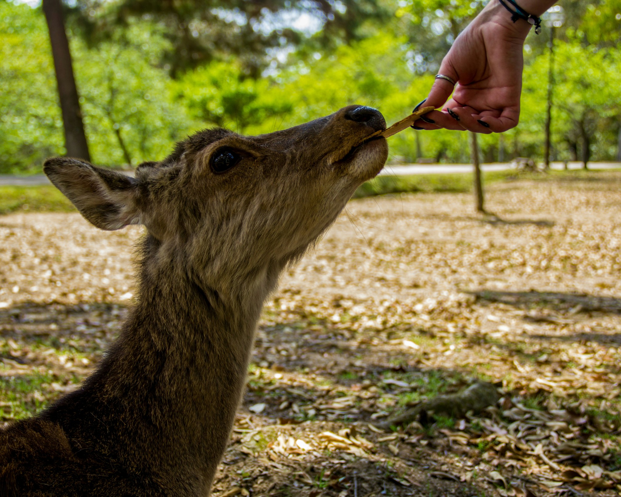 Nara - Deer Land - JapanVisit