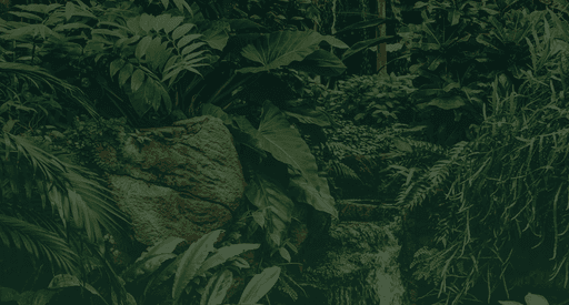 Brainforest - Venture Program