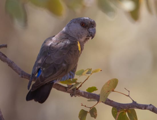 Endemic Birds of Namibia and where to spot them