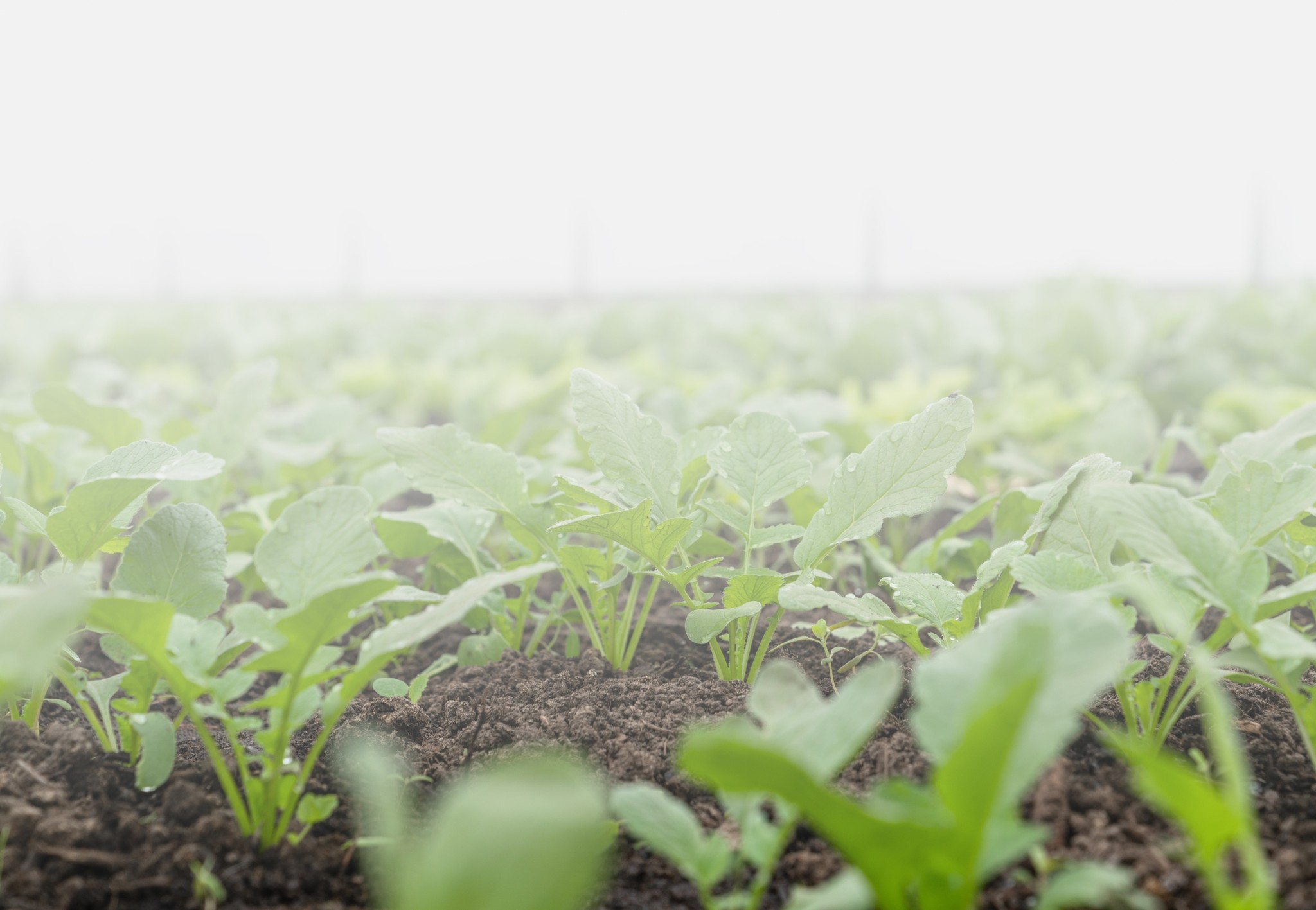 Roboton | (R)evolutionary Technology