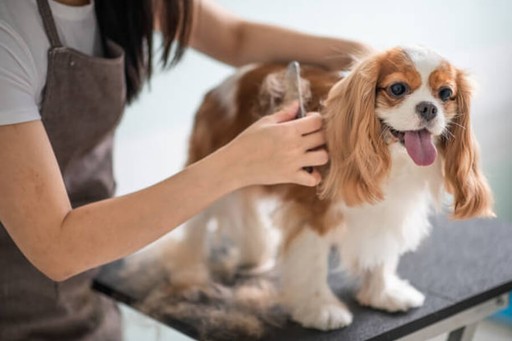 Pet Grooming Salon Suites | Start Your Own Grooming Business | Snout ...