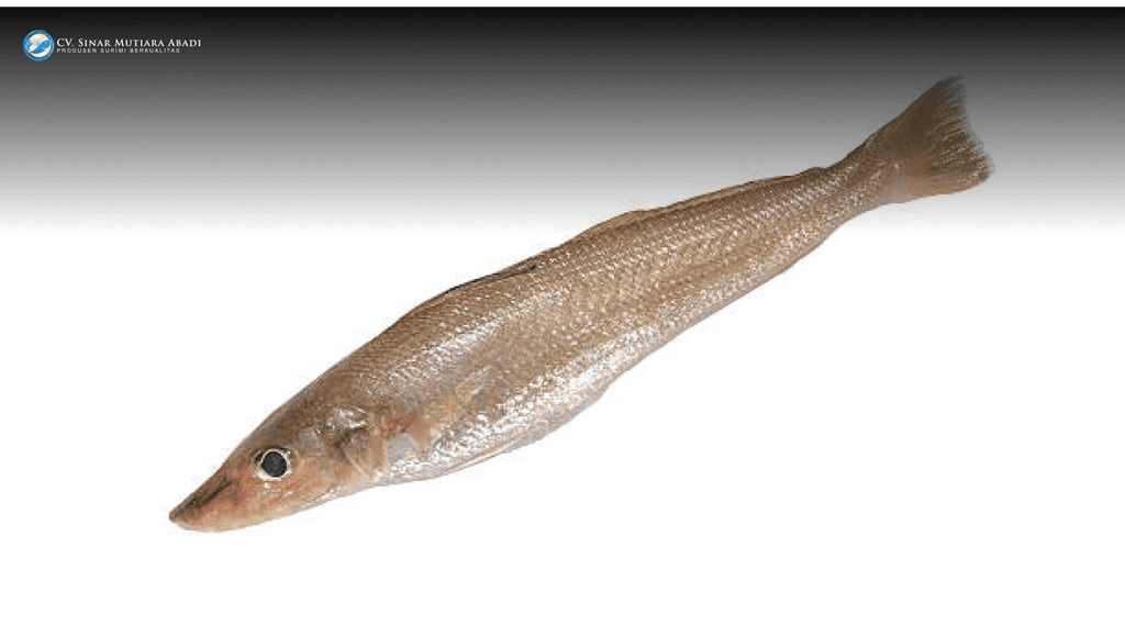Surimi Fish: Types of fish used in the making of surimi - CV. Sinar ...