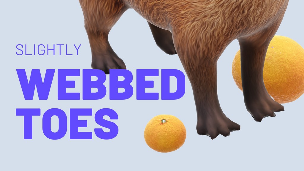 Capybara Anatomy Template - D Story