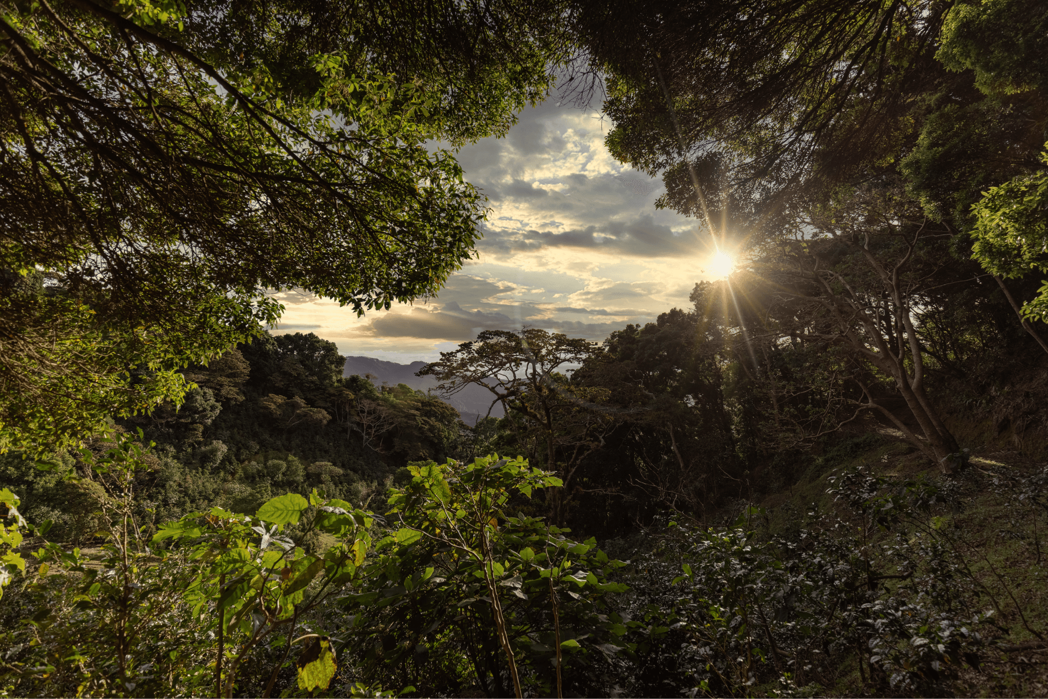 Lamastus Family Estates 2024 Auction