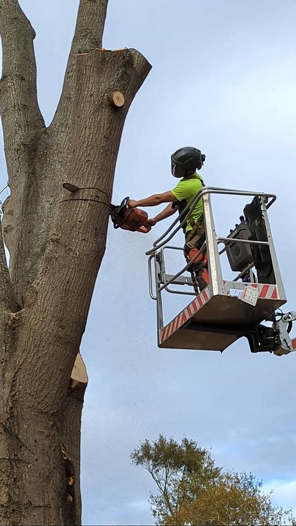 Anderson & Greenville Tree Service - Certified Arborists | Athens Tree ...
