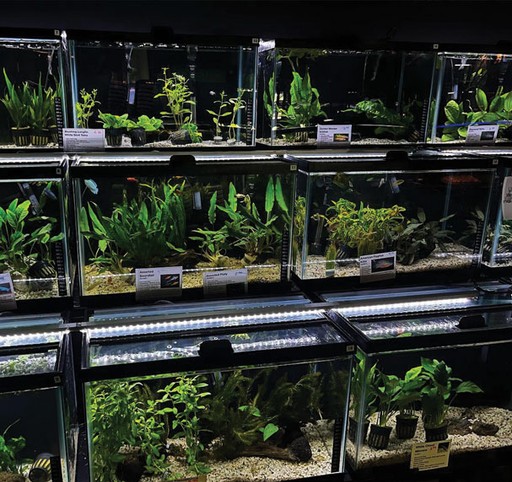 The Viv Bioactive - fish, reptiles, plants, education and sales
