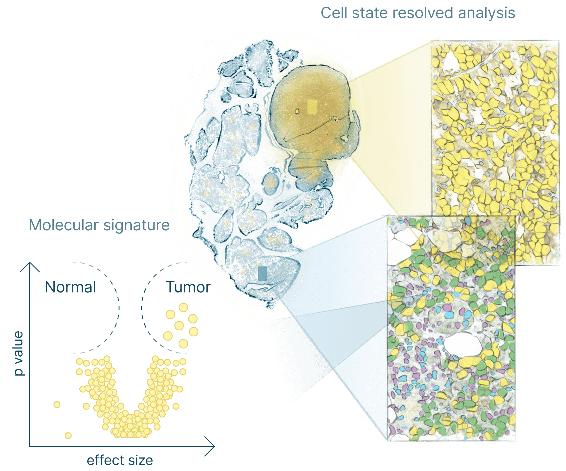 OmicVision - Pioneering spatial proteomics to transform precision medicine