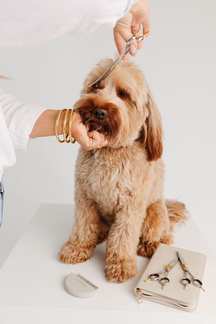 Pet Grooming Salon Suites | Start Your Own Grooming Business | Snout ...