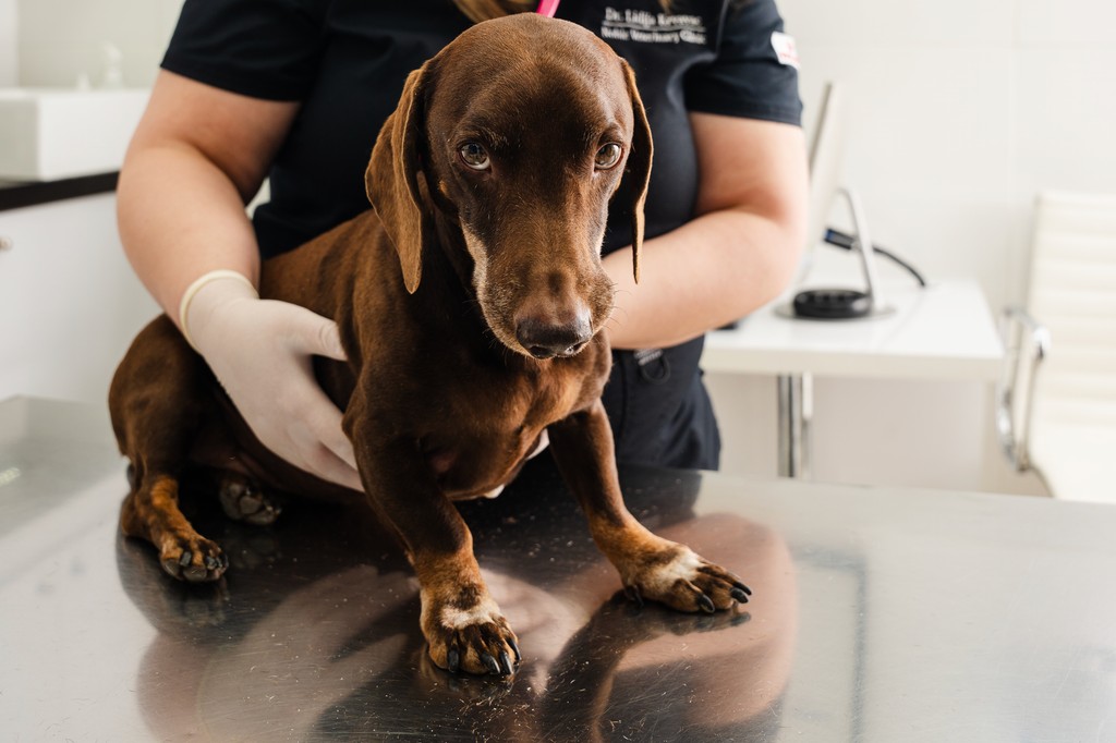 Down Syndrome in Dogs: Can Dogs Get It?