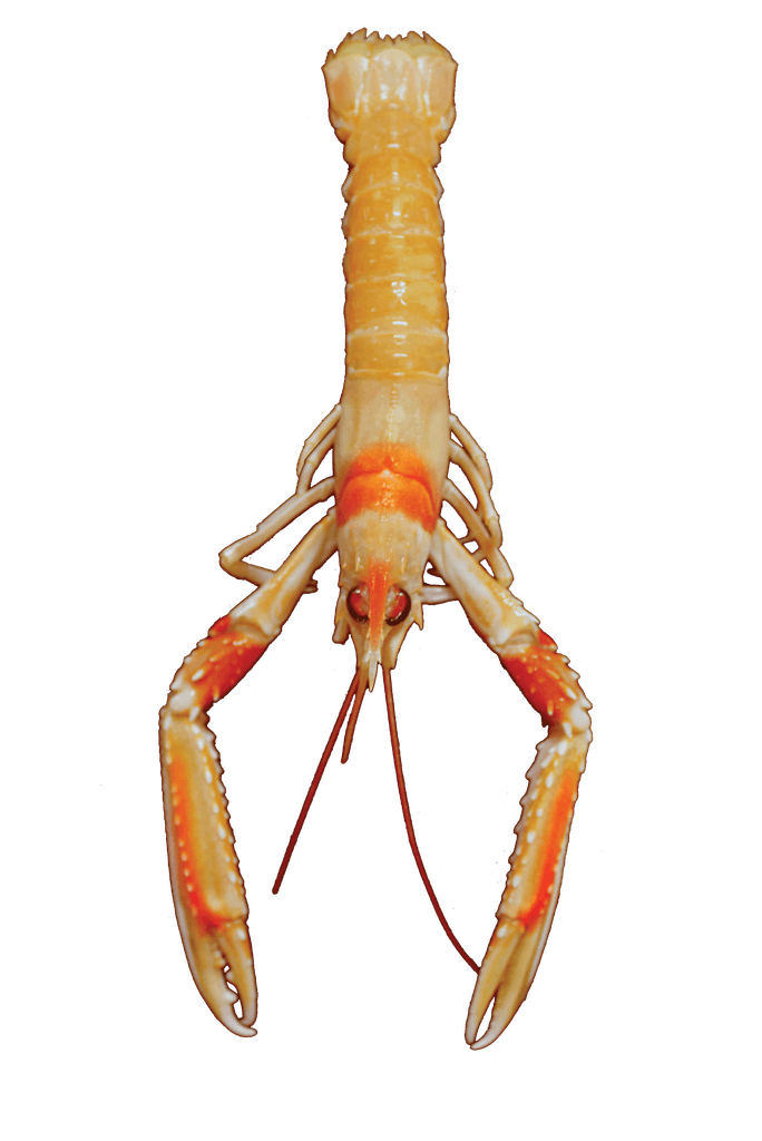 Glenmar Shellfish Ltd.