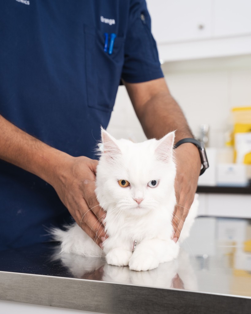 What to Do if Your Cat Has Constipation: Vet-Explained