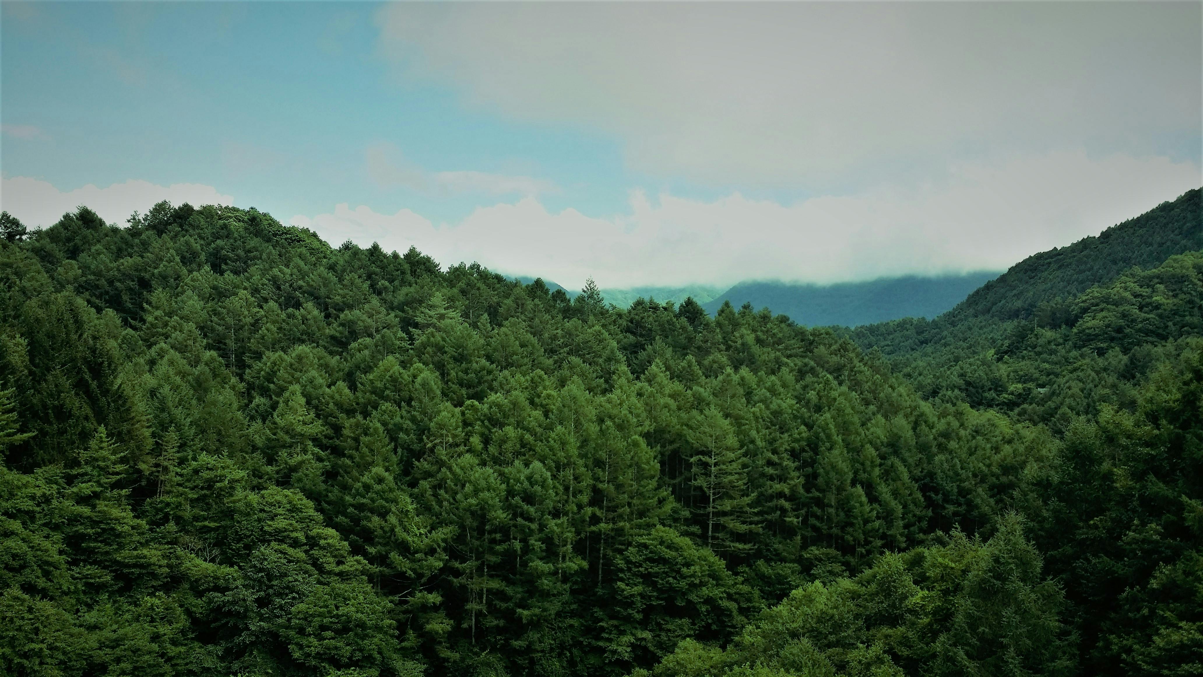 Premium Burmese Teak | Burma Teak Wood Price & Suppliers