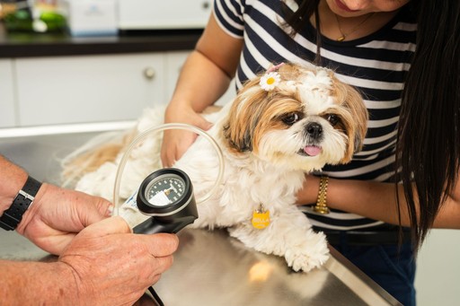 Can Dogs Eat Salt? Understanding the Risks and Safe Practices