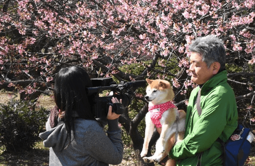 Kabosu Doge History of All Time