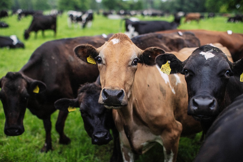 Killadoon Milk