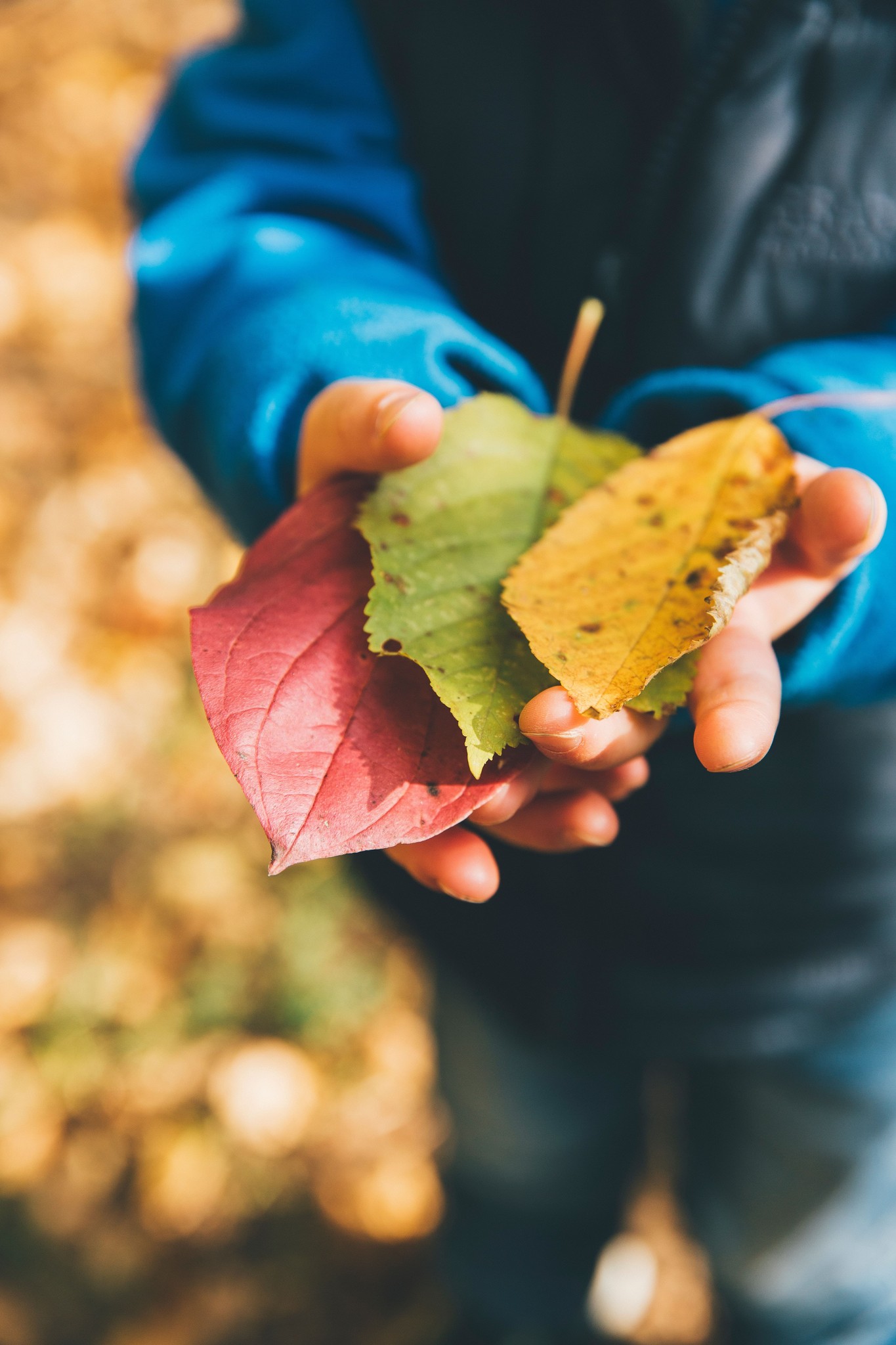 11 Fun and Creative Fall Leaf Activities for Preschoolers, Toddlers ...