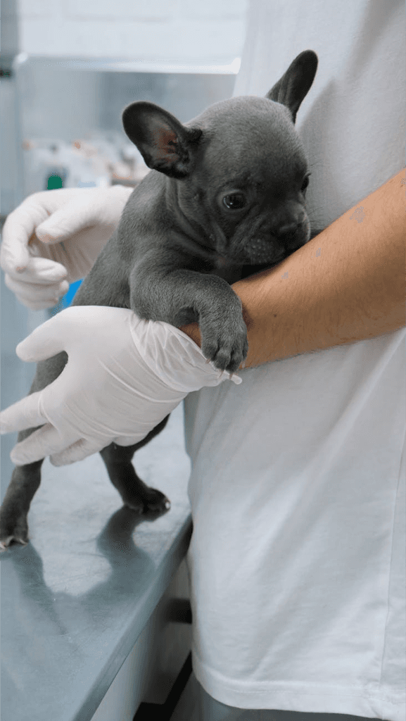 The smart way to manage pets