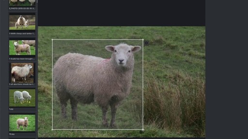 13 Best Image Annotation Tools of 2024 [Reviewed]